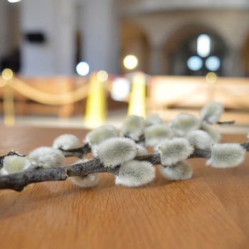 PŘIJĎTE SI PRO POŽEHNANÉ KOČIČKY! - Biskupství českobudějovické